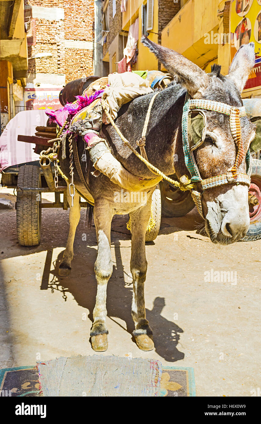 Donkey cart farm hi-res stock photography and images - Alamy