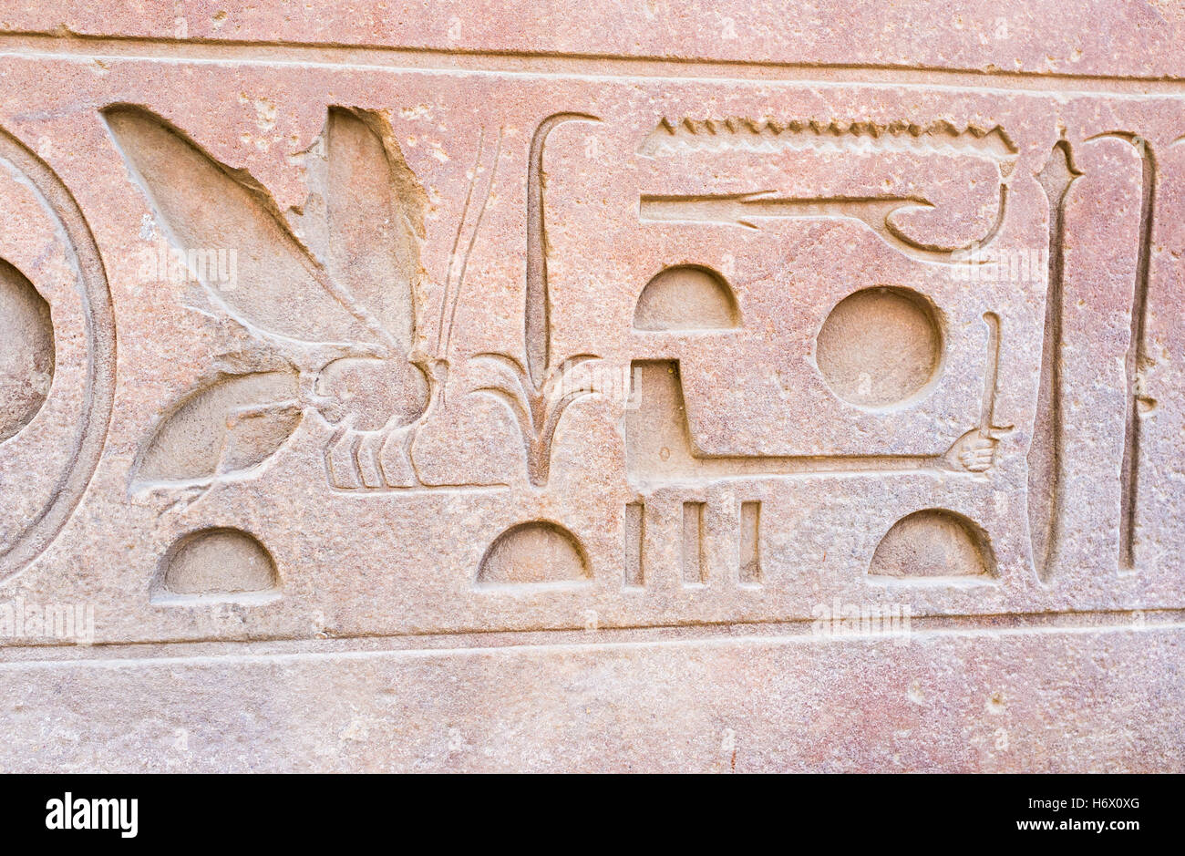 The mosquito among the hieroglyphs on the stone wall of the Luxor ...