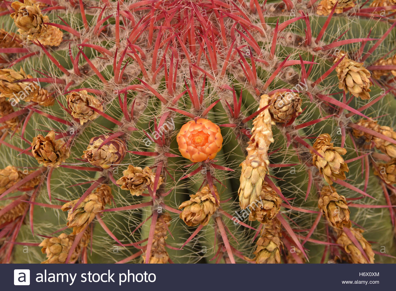 Dried Cactus Flowers High Resolution Stock Photography and Images - Alamy