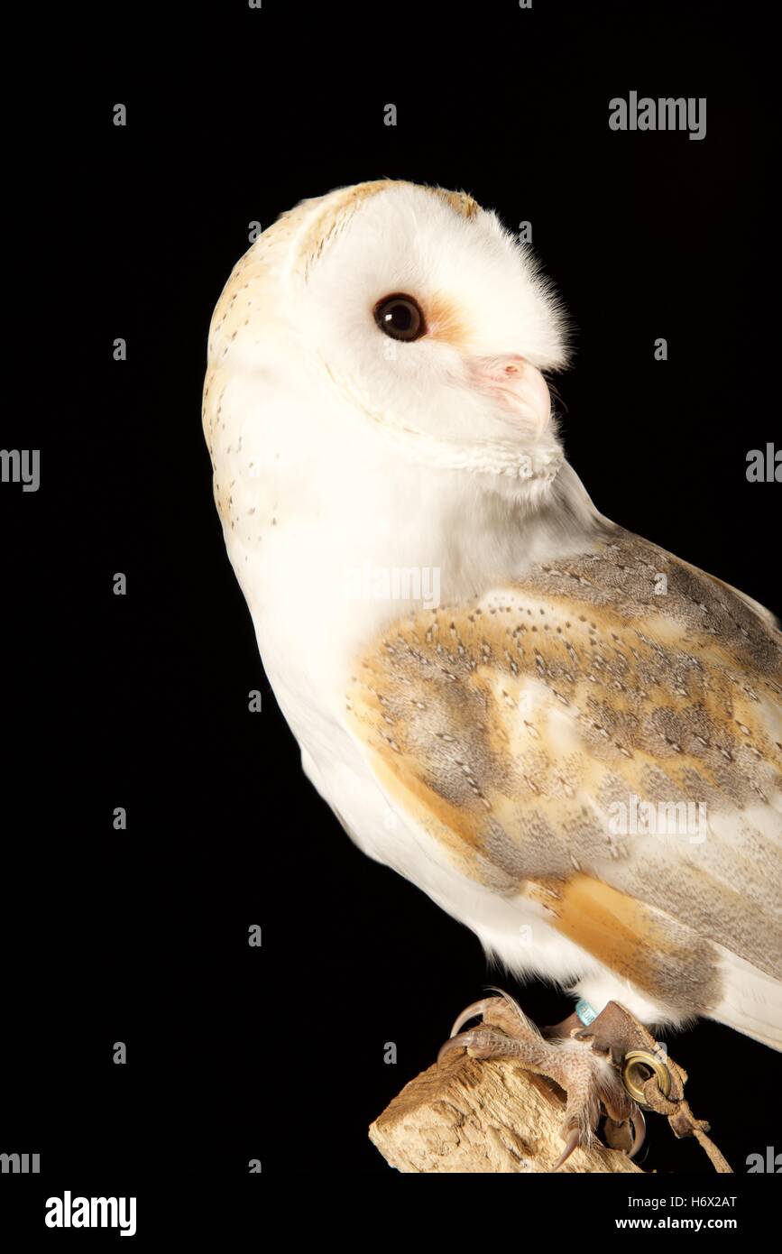 Backwards flight hi-res stock photography and images - Alamy