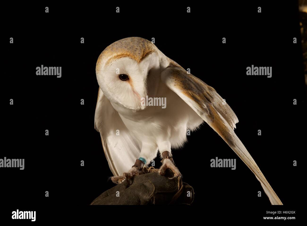 Barn owl wingspan hi-res stock photography and images - Alamy
