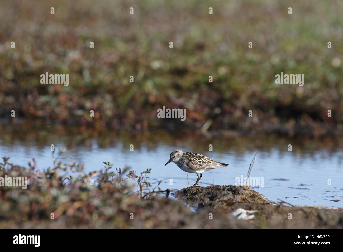 Semipalmated Sandpiper along shoreline Stock Photo - Alamy