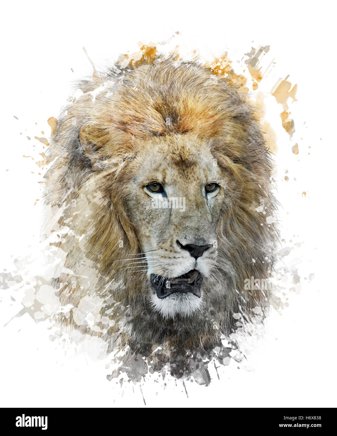 Large domestic animals hi-res stock photography and images - Alamy