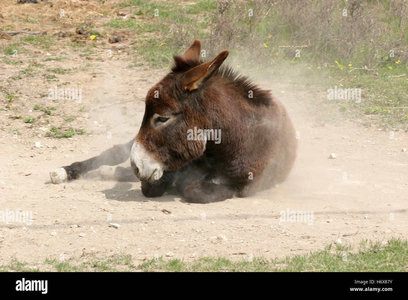 Donkey cleaning his coat in the sand Stock Photo - Alamy