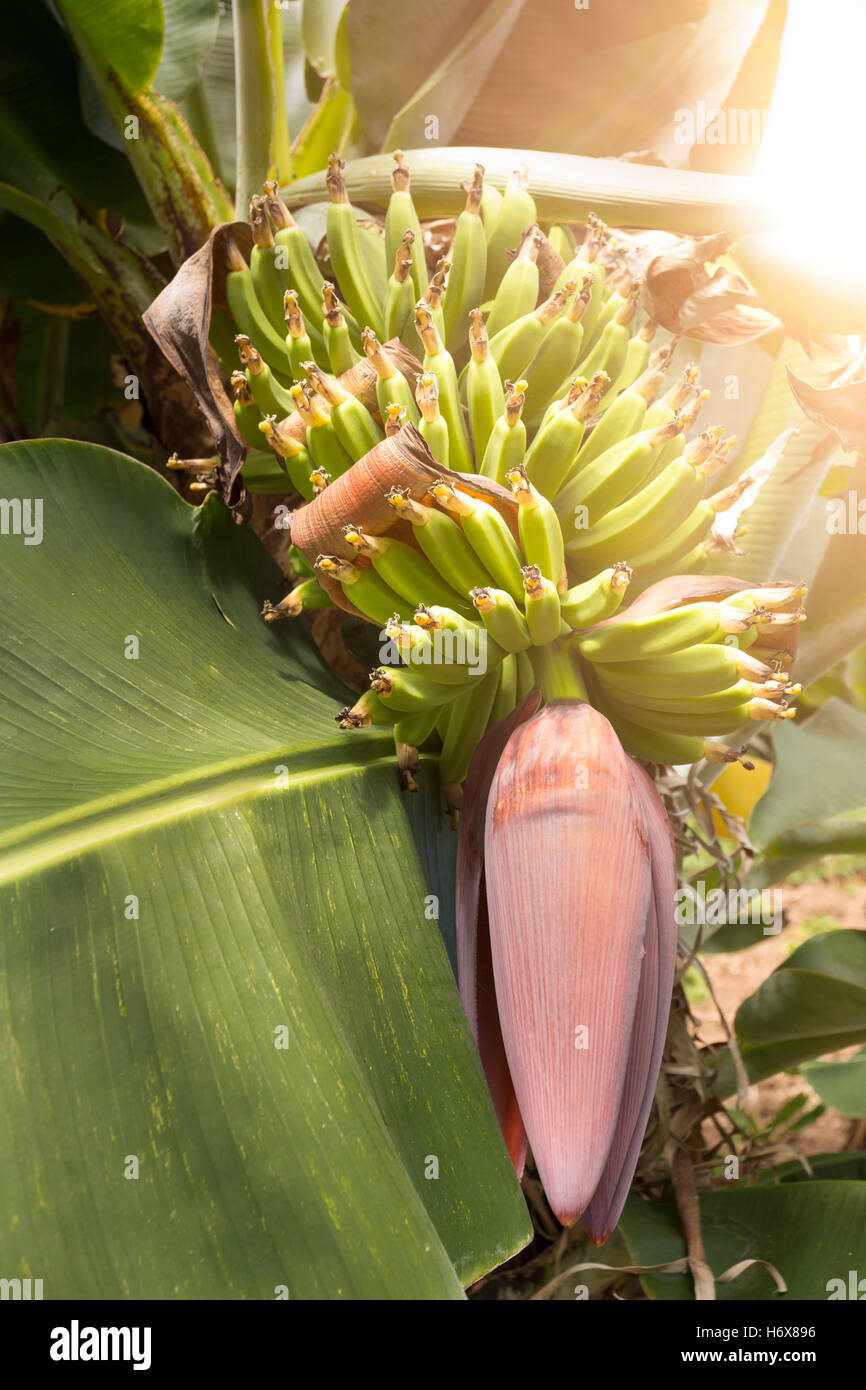 Bananenstruk hi-res stock photography and images - Alamy