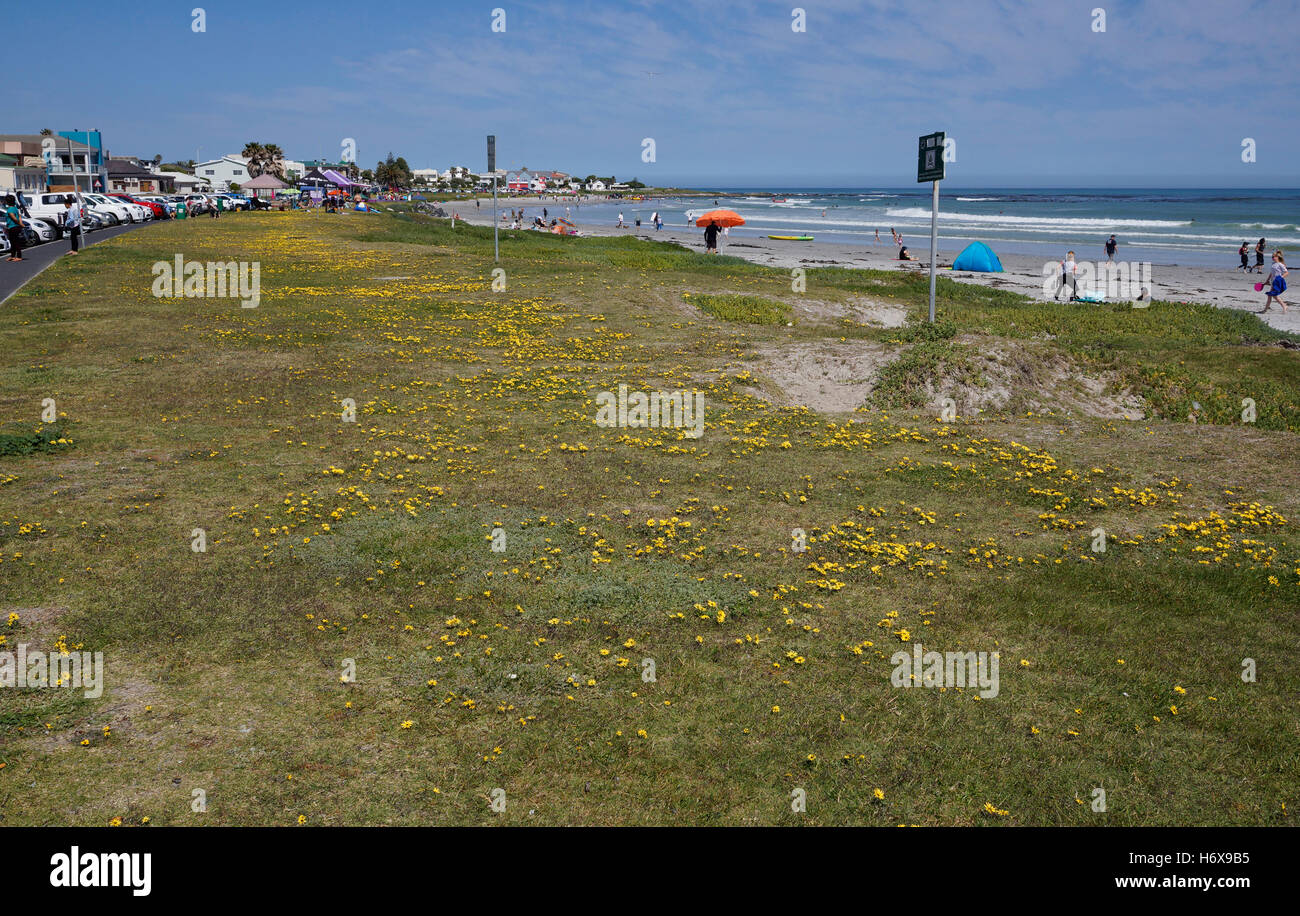 Melkbosstrand beach , a popular destination along the South West Coast ...