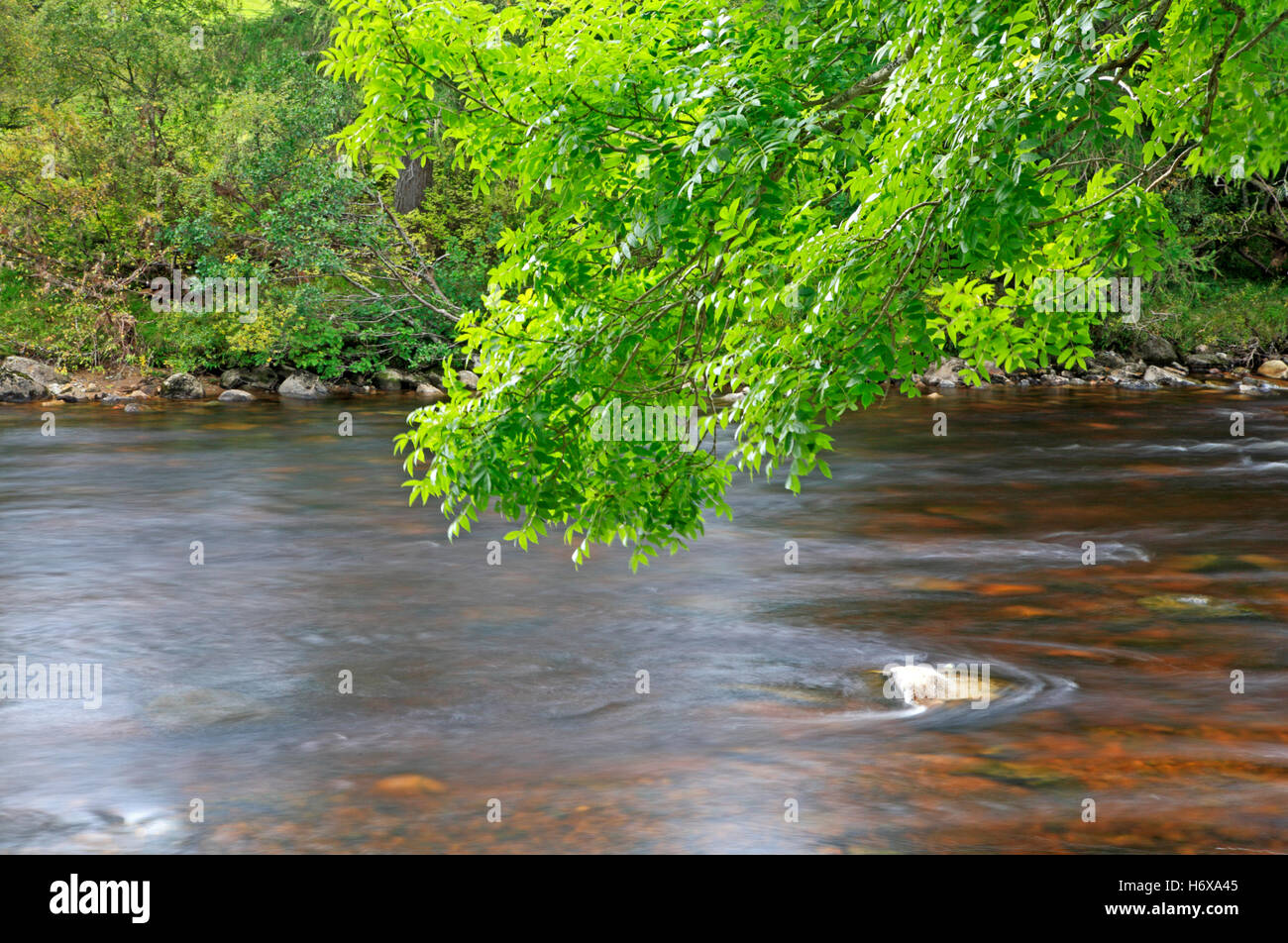 A leafy bough of a tree overhanging the River Dee at Crathie ...