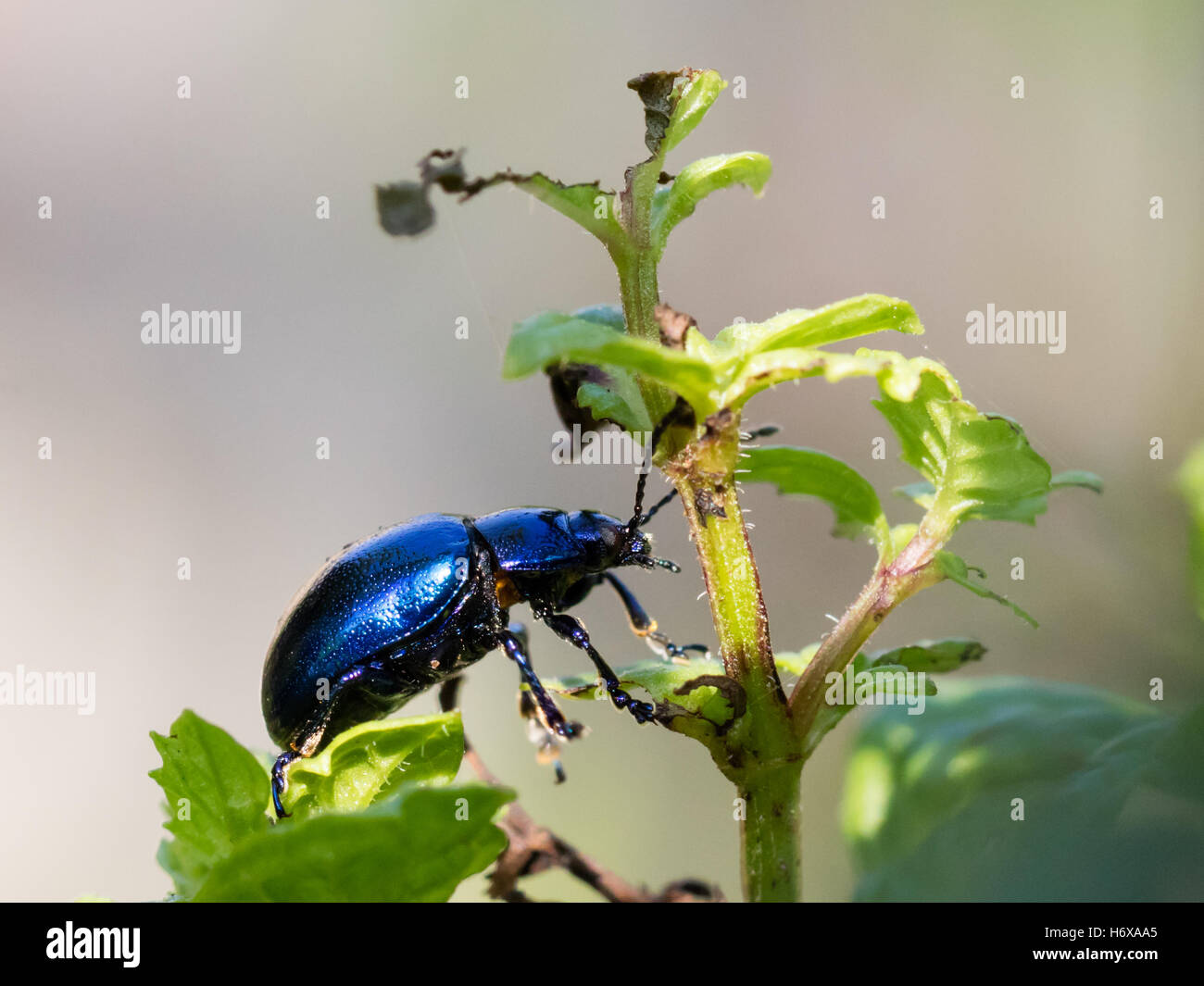 Blue beetle close-up, walking in a plant Stock Photo - Alamy