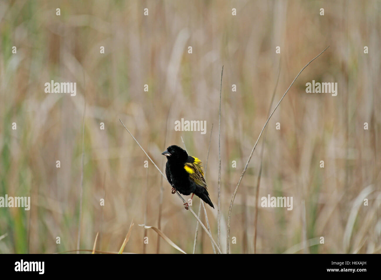 Euplectes capensis (Yellow bishop, Cape Bishop, Cape Widow, Yellow ...
