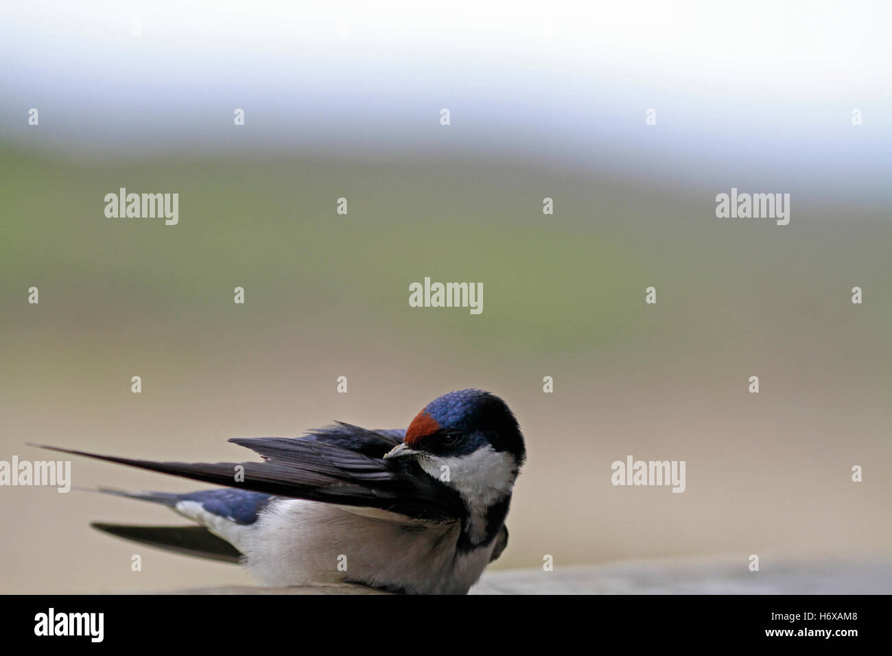 Swallow in south africa coast hi-res stock photography and images - Alamy