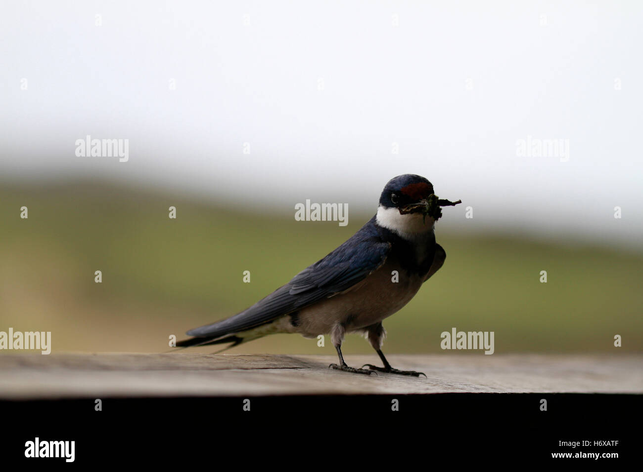 Hirundo albigularis ( White-throated Swallow) on a ledge in a bird hide ...