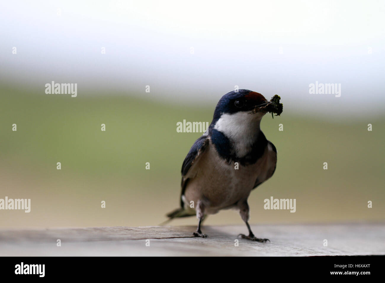 Swallow in south africa coast hi-res stock photography and images - Alamy