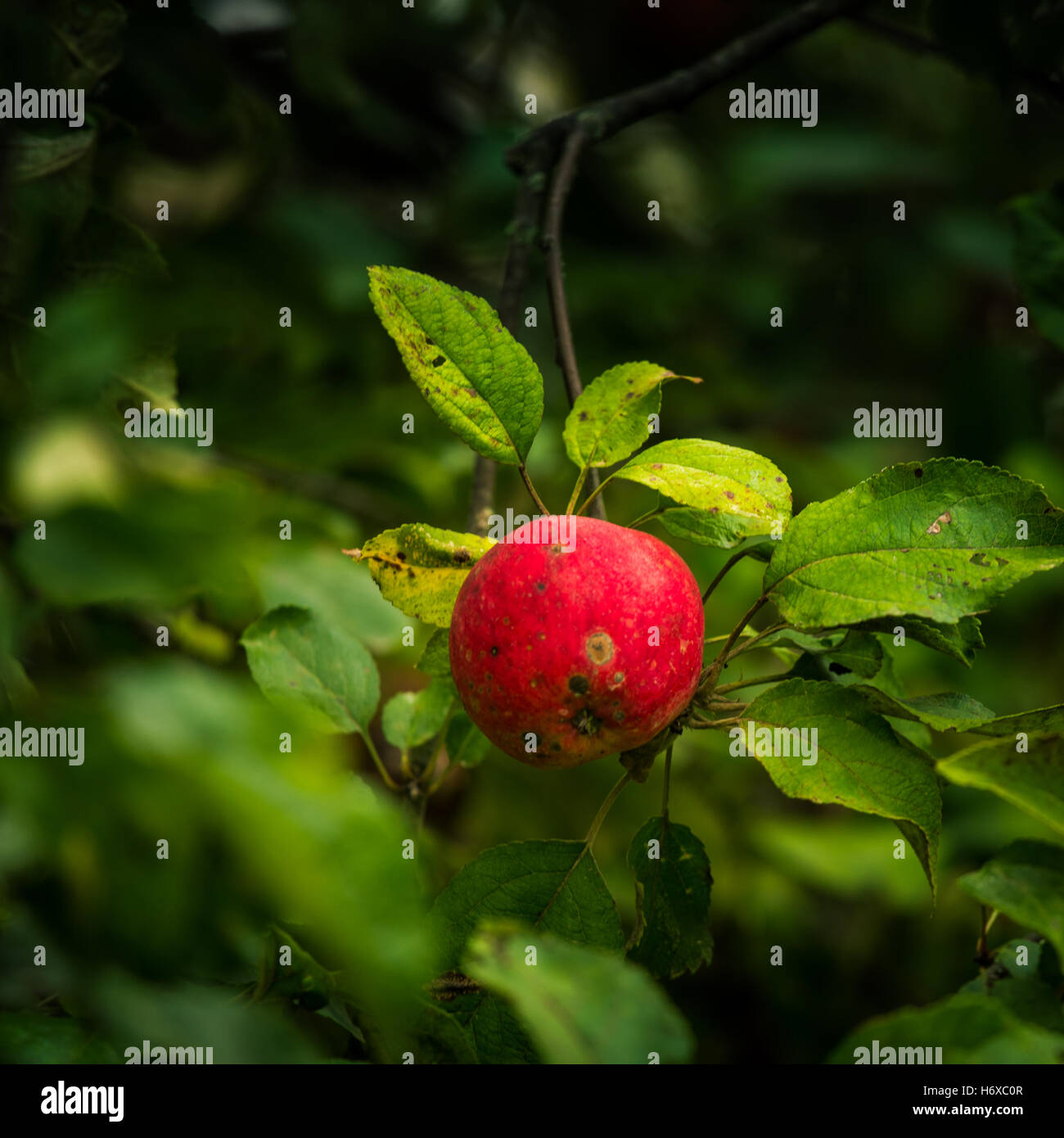 Fresh apple in orchard hi-res stock photography and images - Alamy