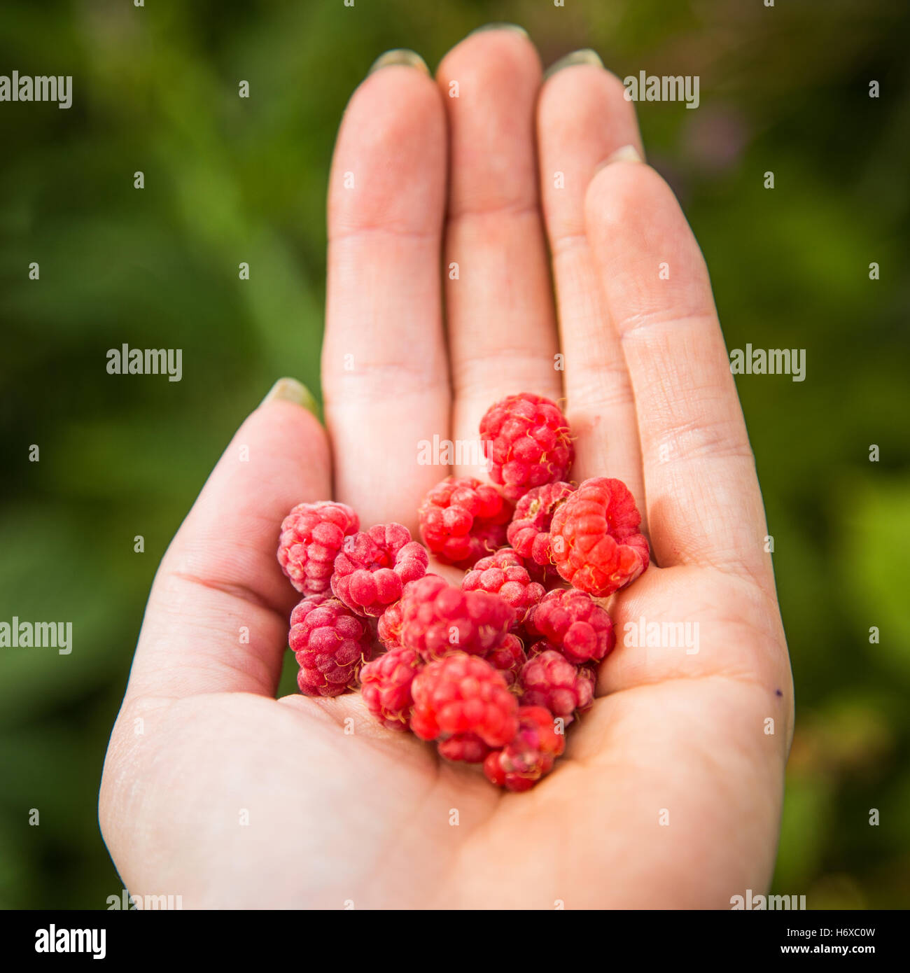 Wild raspberries hi-res stock photography and images - Alamy
