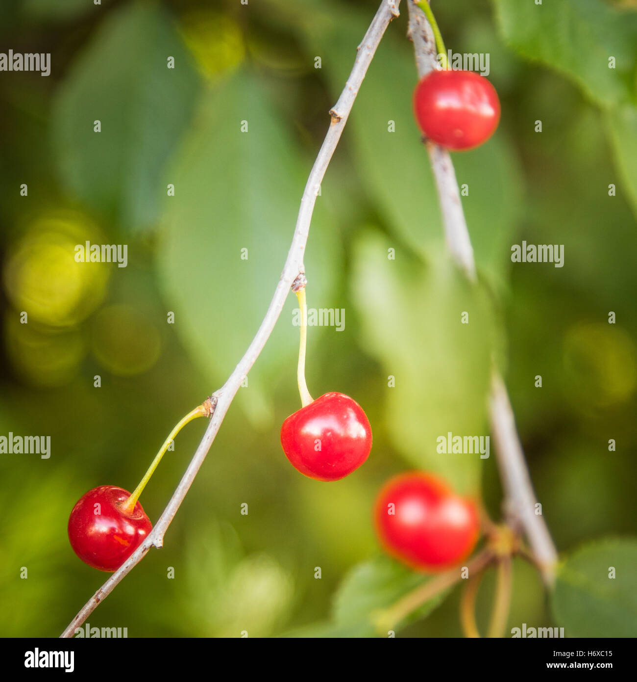 Fresh cherries growing in a tree Stock Photo - Alamy