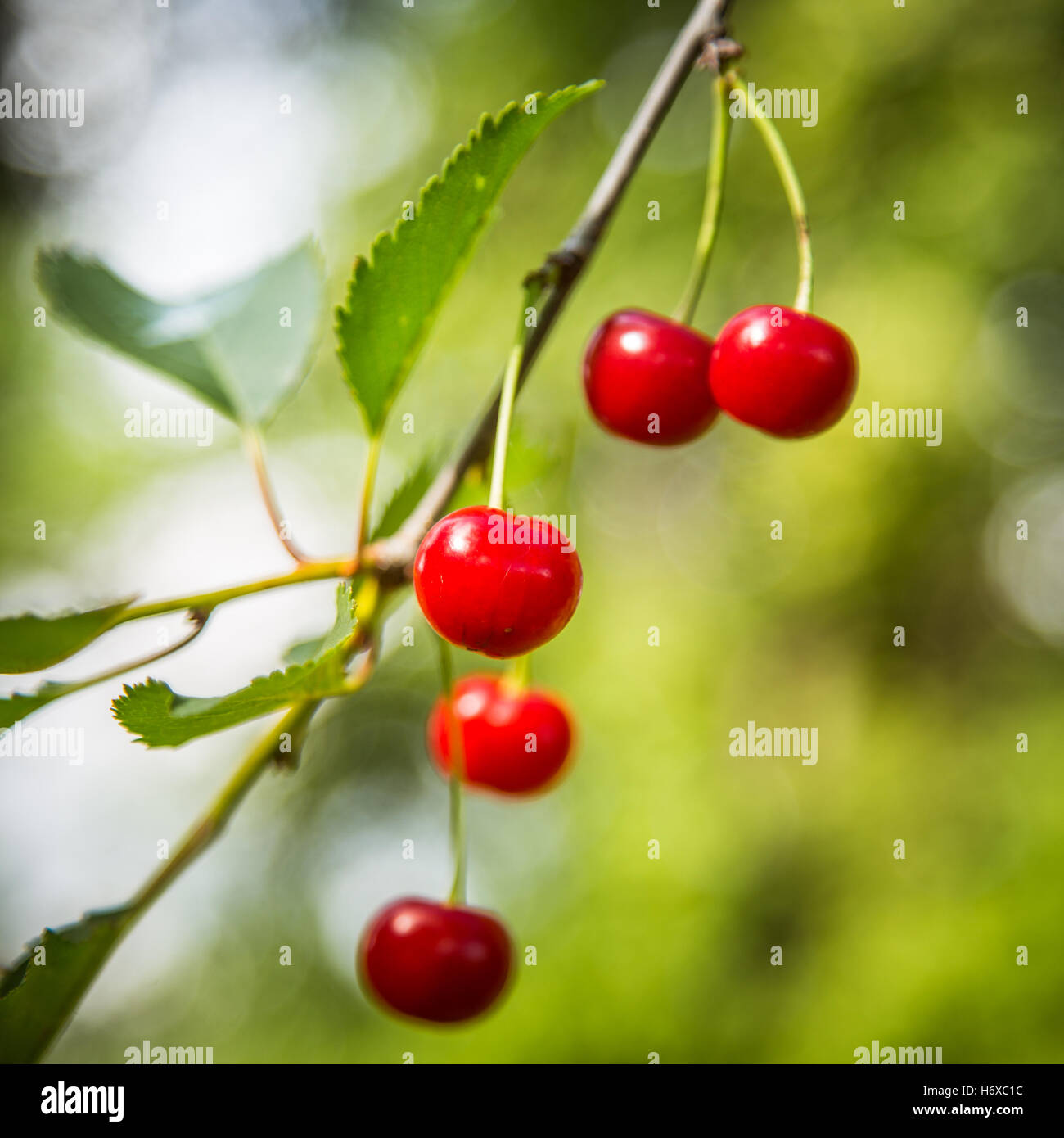 Cherries cherry tree hi-res stock photography and images - Alamy
