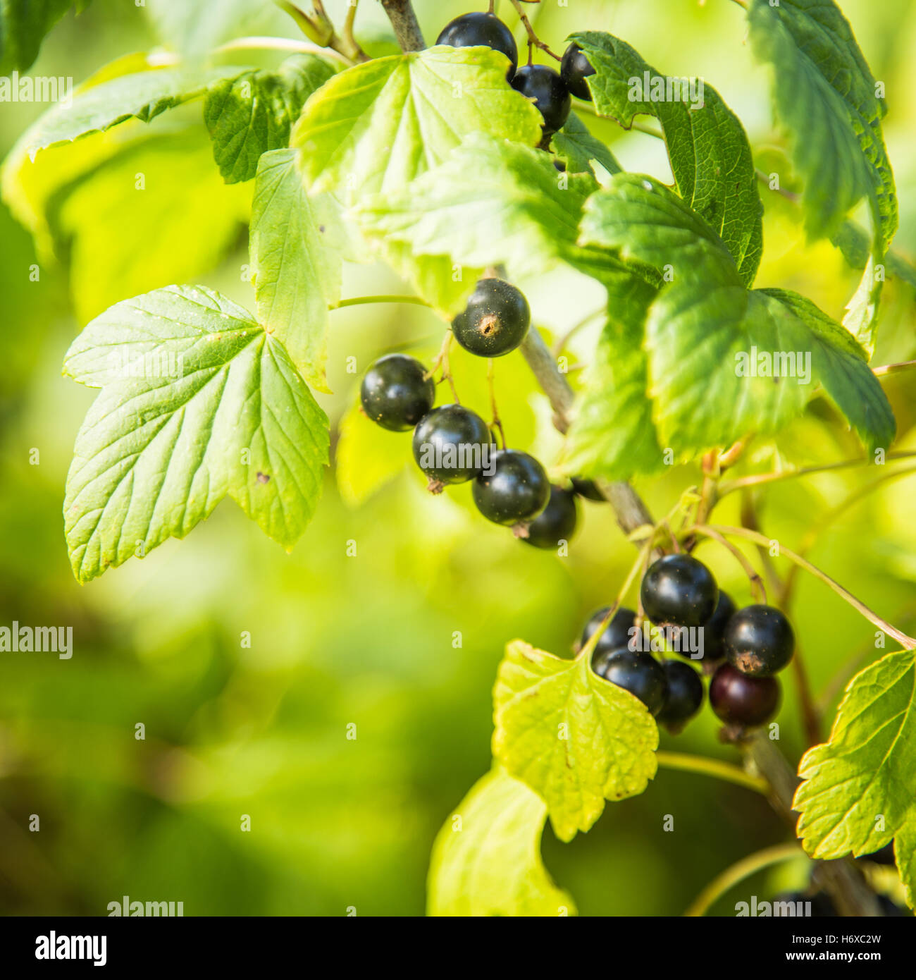 Northern black currant hi-res stock photography and images - Alamy