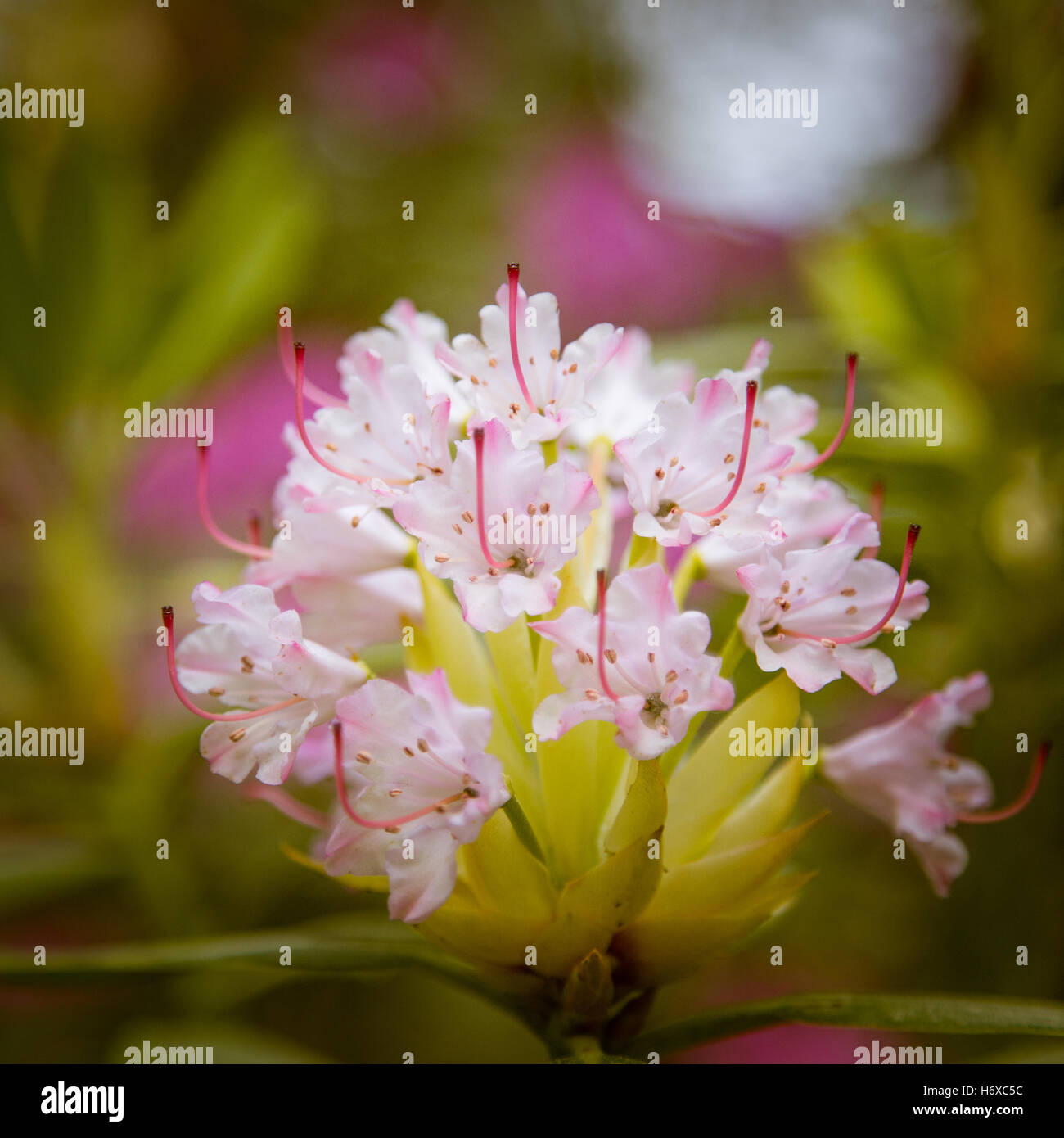 Beautiful rhododendron flowers in a forest garden Stock Photo - Alamy