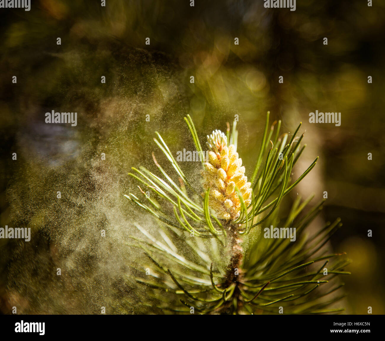 Yellow pine pollen hi-res stock photography and images - Alamy