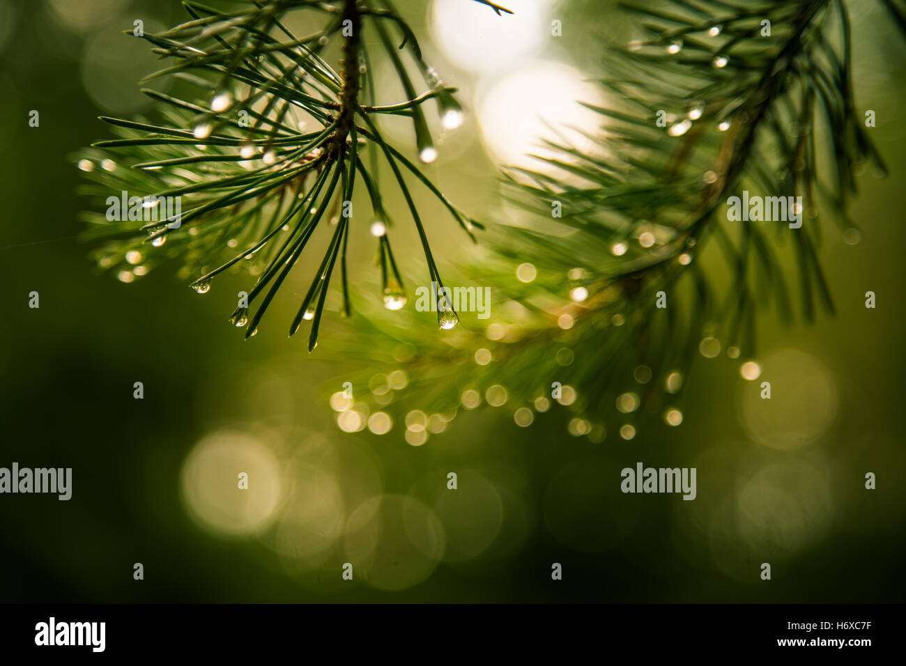 Beautiful pine tree spikes in a rain Stock Photo - Alamy