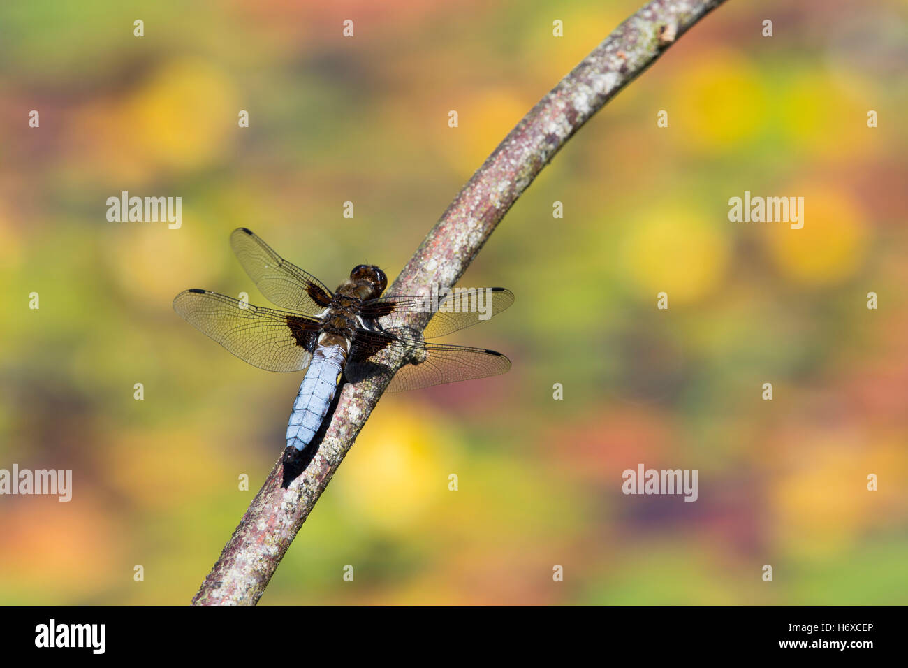 Blue chaser dragonfly hi-res stock photography and images - Alamy