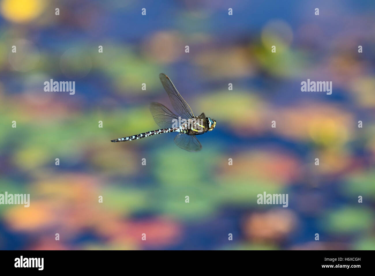 Common Hawker Dragonfly; Aeshna juncea Single Male in Flight Cornwall ...