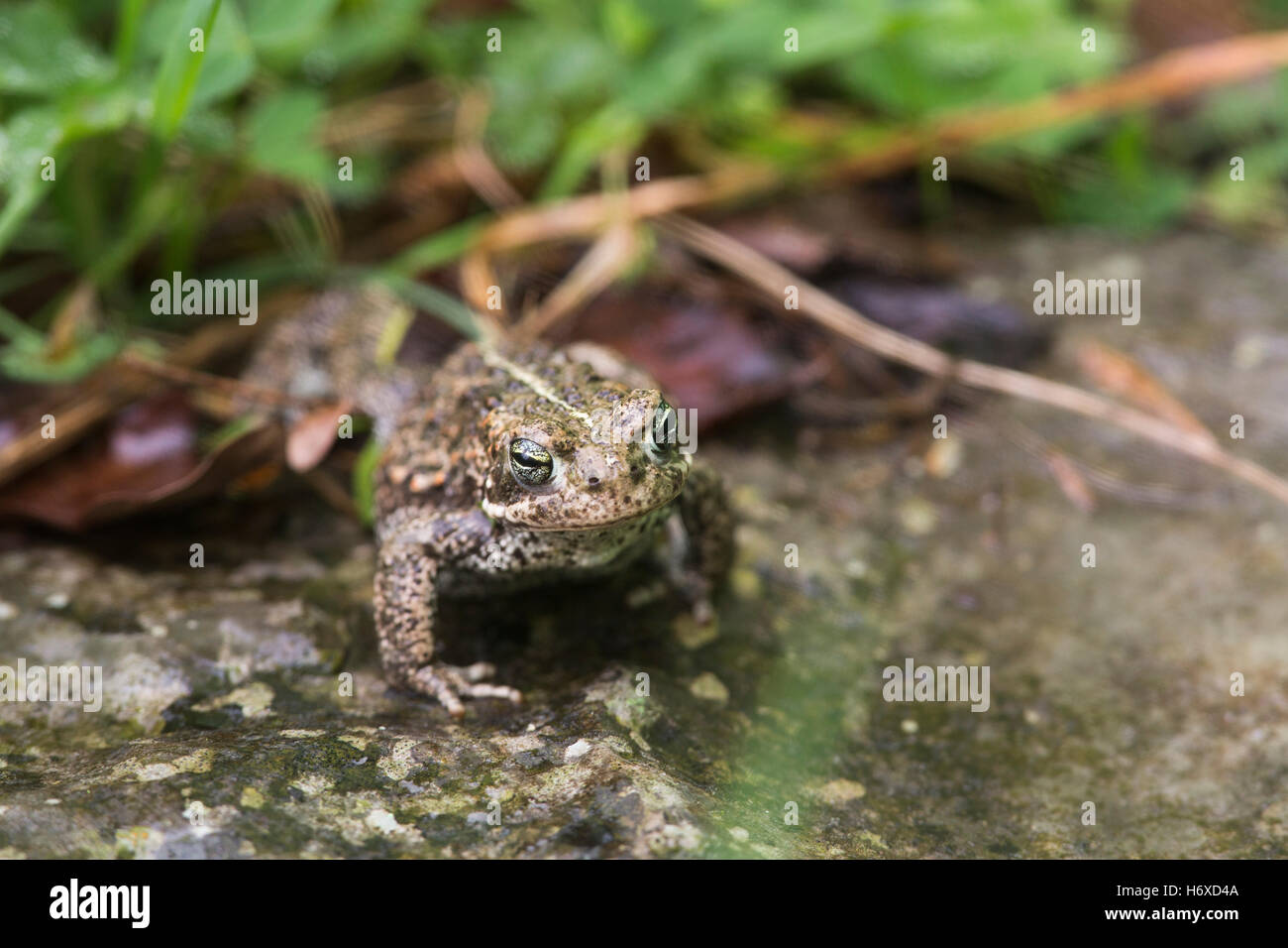 Natterjack Toad; Epidalea calamita; UK Stock Photo - Alamy