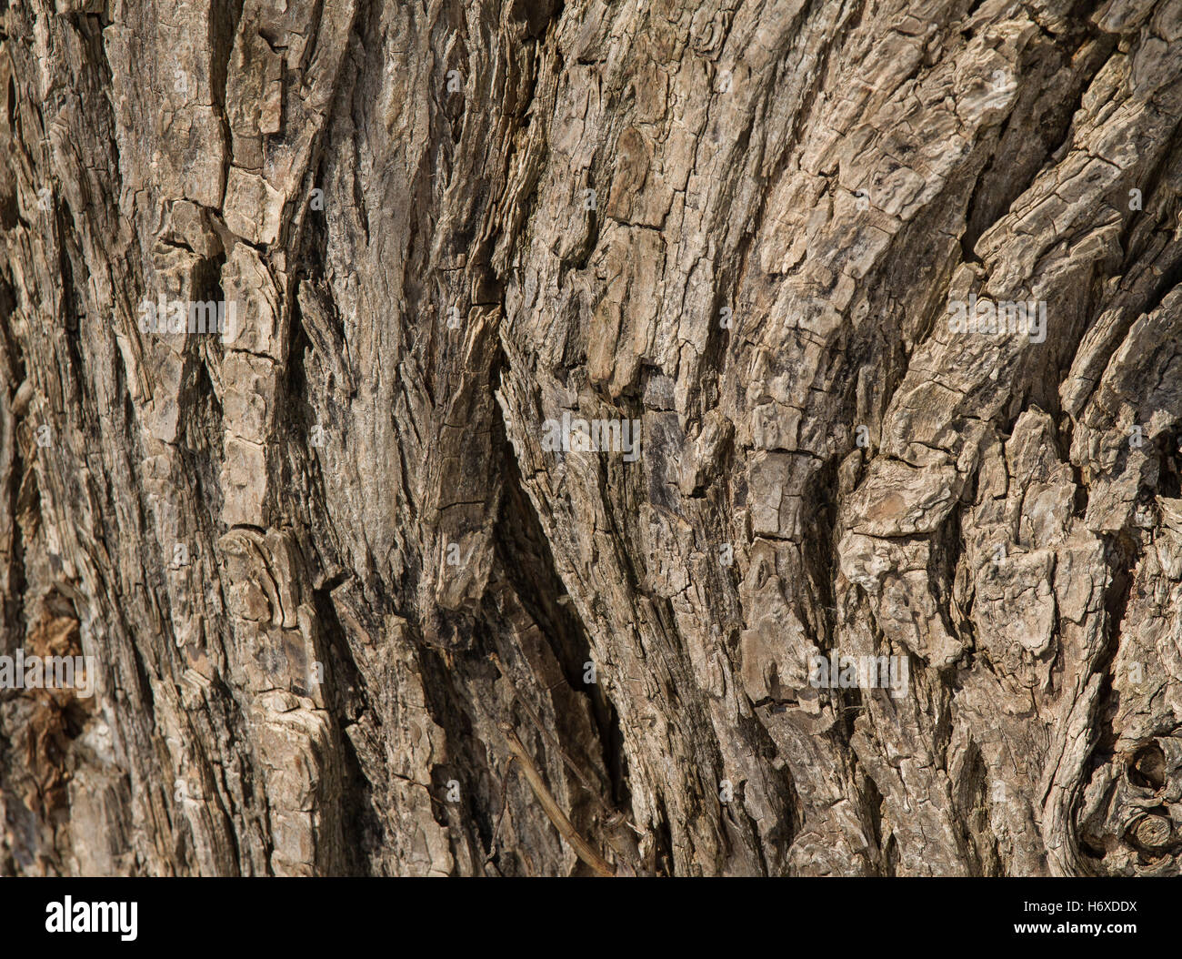 Willow tree bark hi-res stock photography and images - Alamy