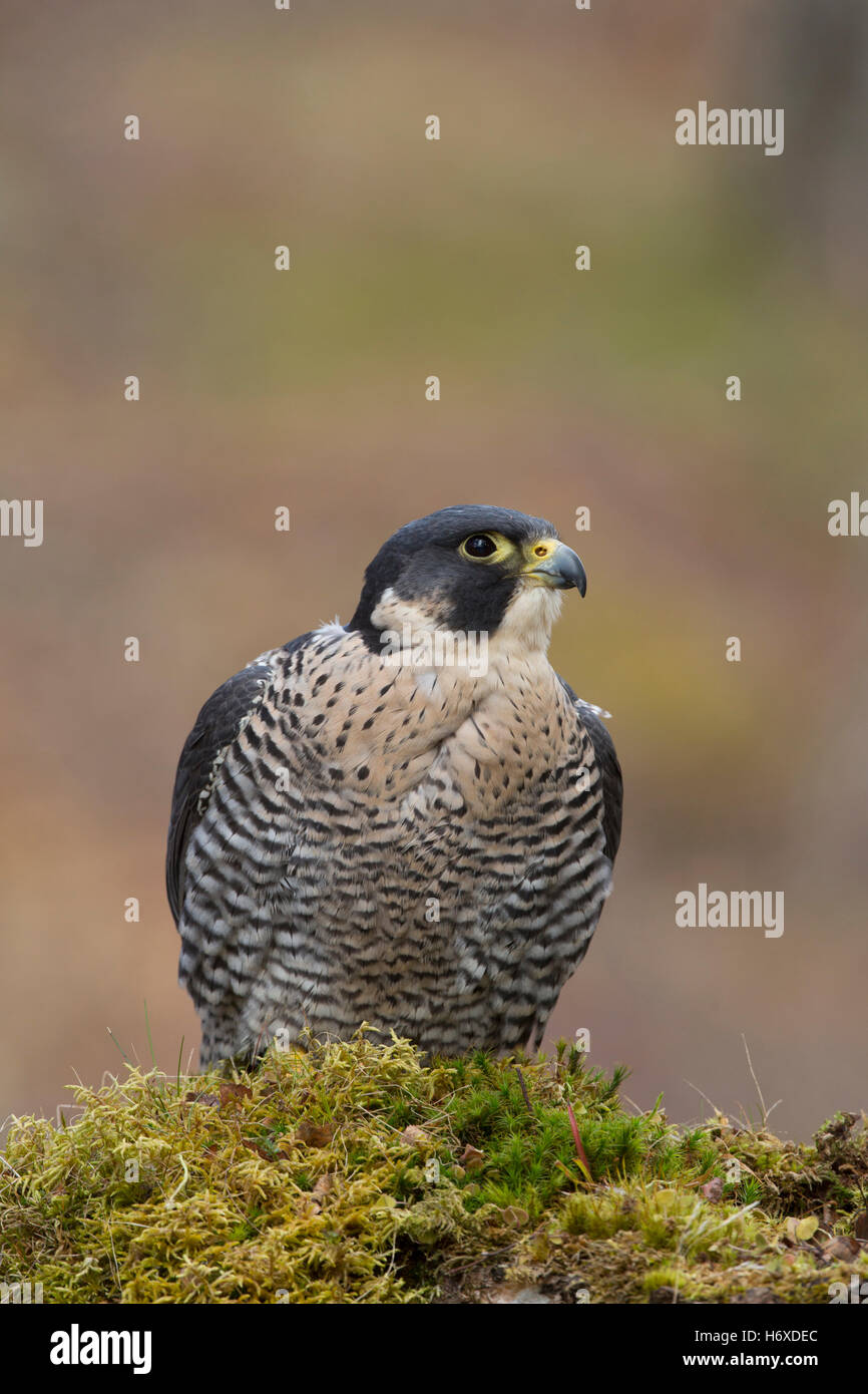 Peregrine falcon uk hi-res stock photography and images - Alamy