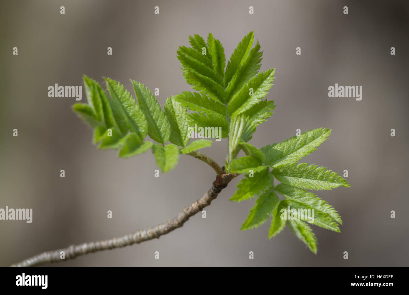 Rowan on green branch hi-res stock photography and images - Alamy