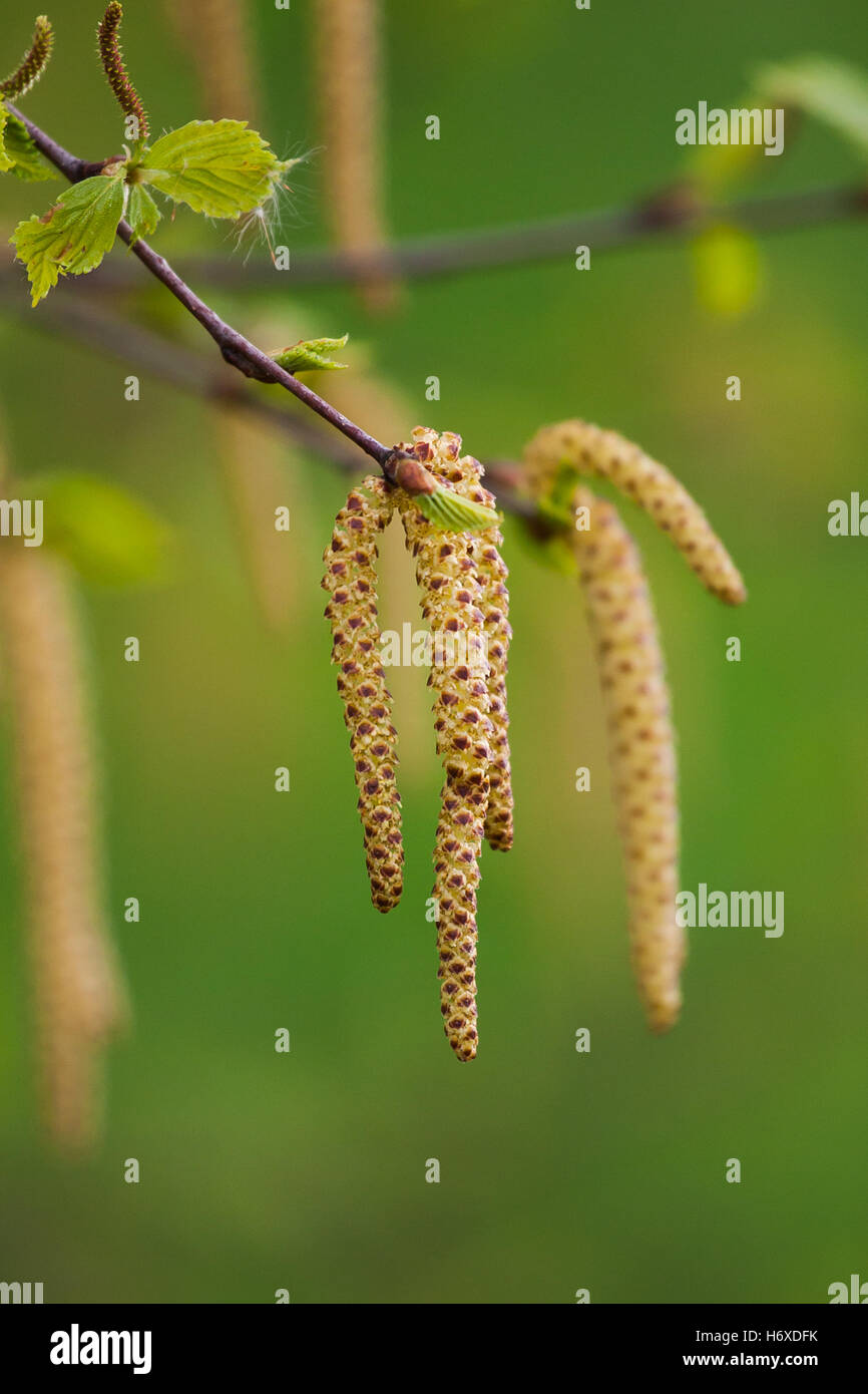 Birch blossom in natural habitat Stock Photo - Alamy