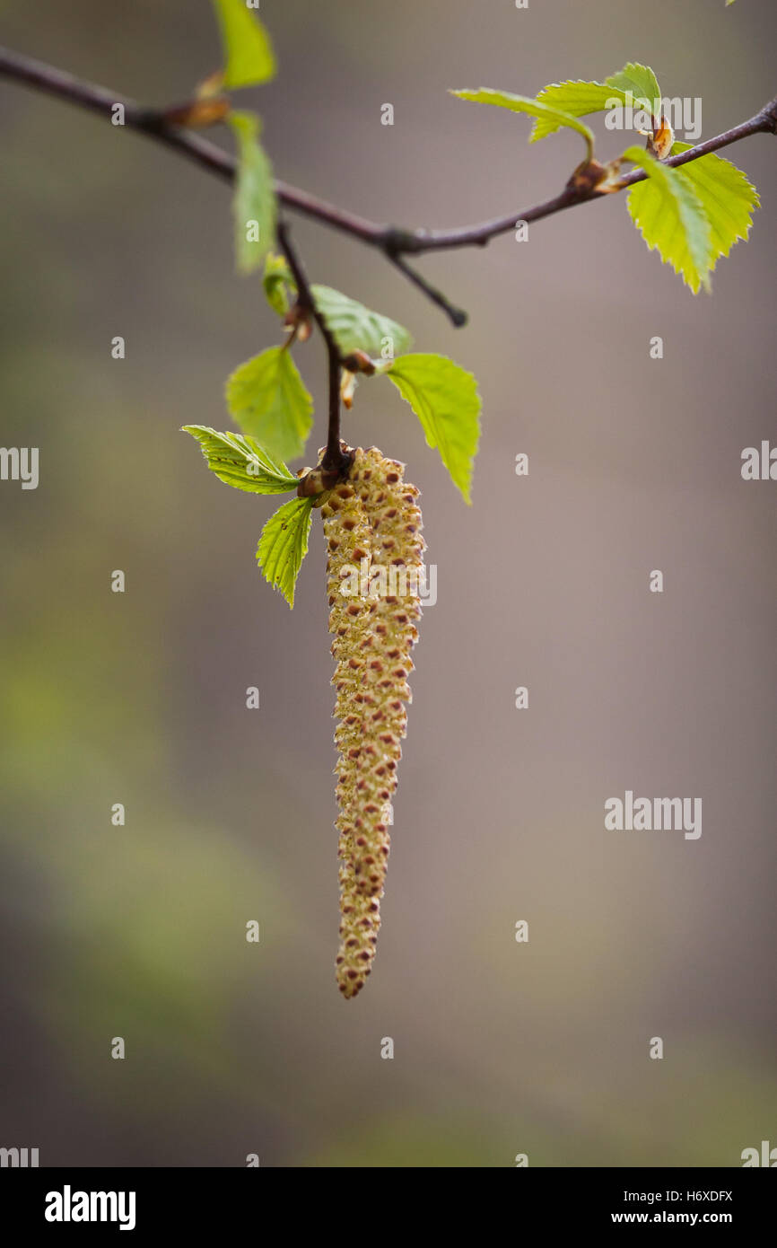 Birch blossom hi-res stock photography and images - Alamy
