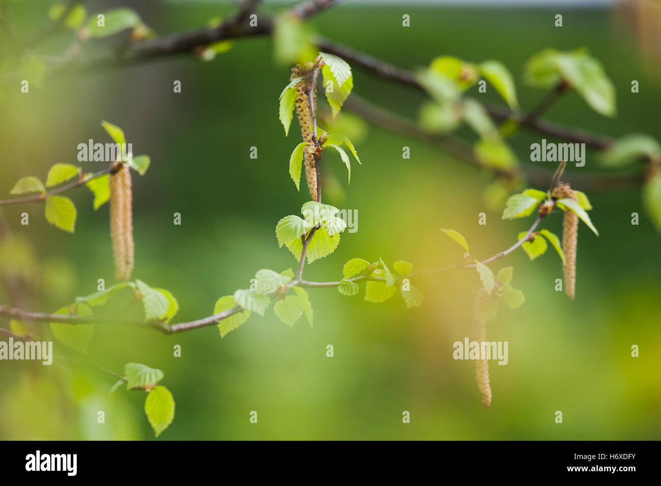 Birch blossom hi-res stock photography and images - Alamy