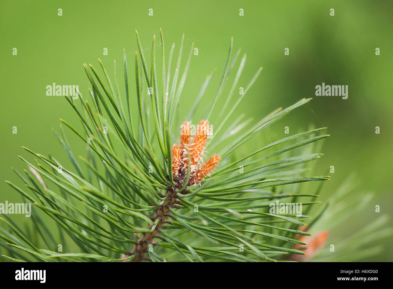 Beautiful pine tree branch Stock Photo - Alamy