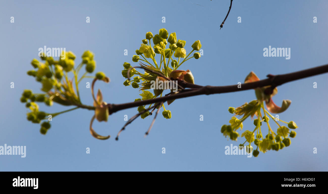 Maple tree blossom on a sky background Stock Photo - Alamy