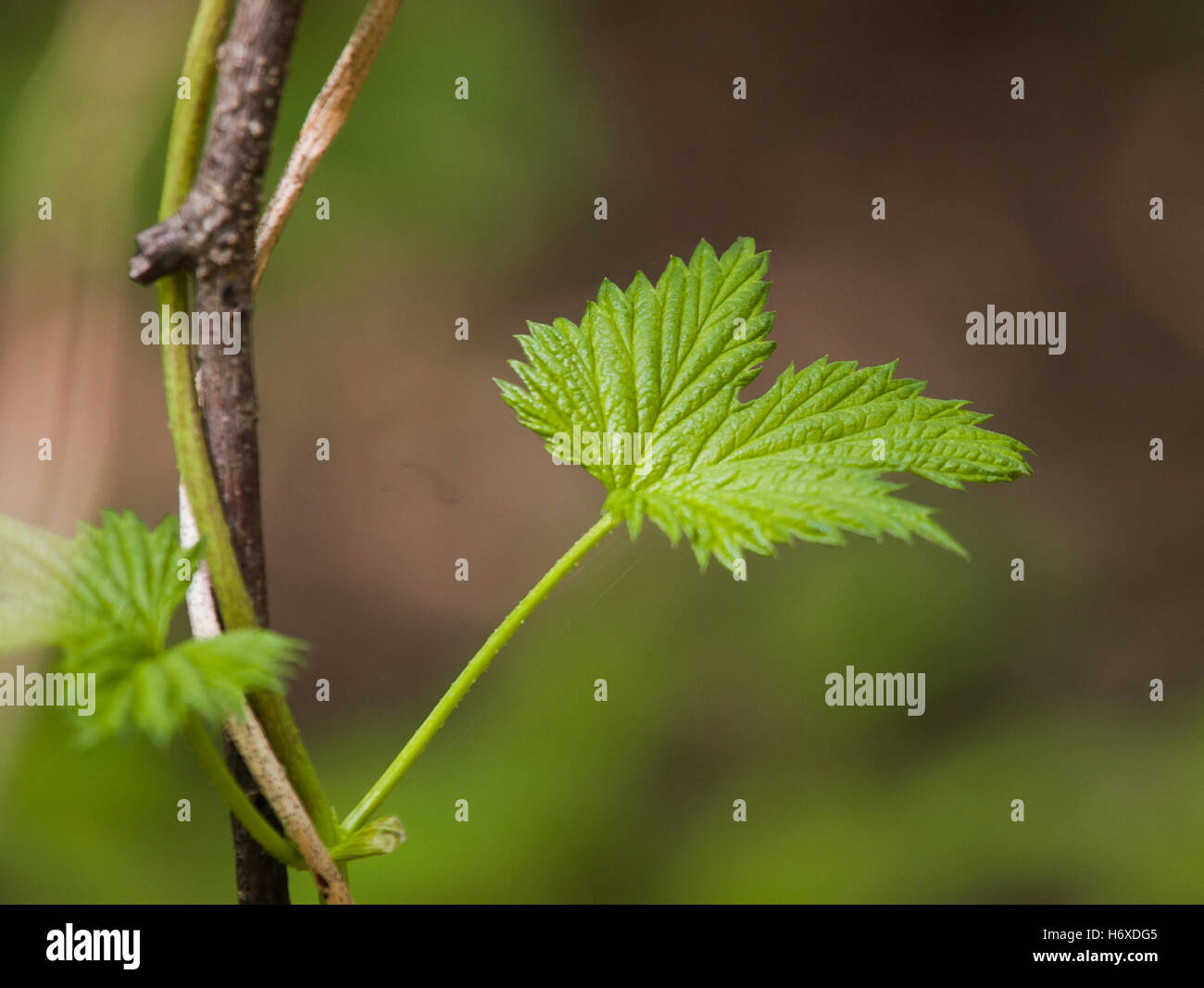 Hop leaf hi-res stock photography and images - Alamy