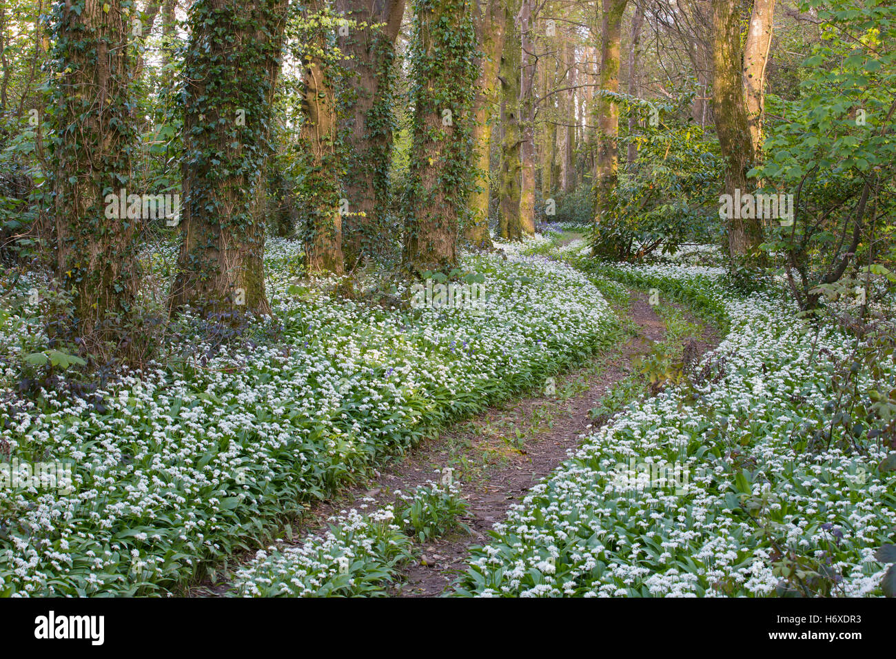 Ramsons; Allium ursinum Spring Cornwall; UK Stock Photo - Alamy