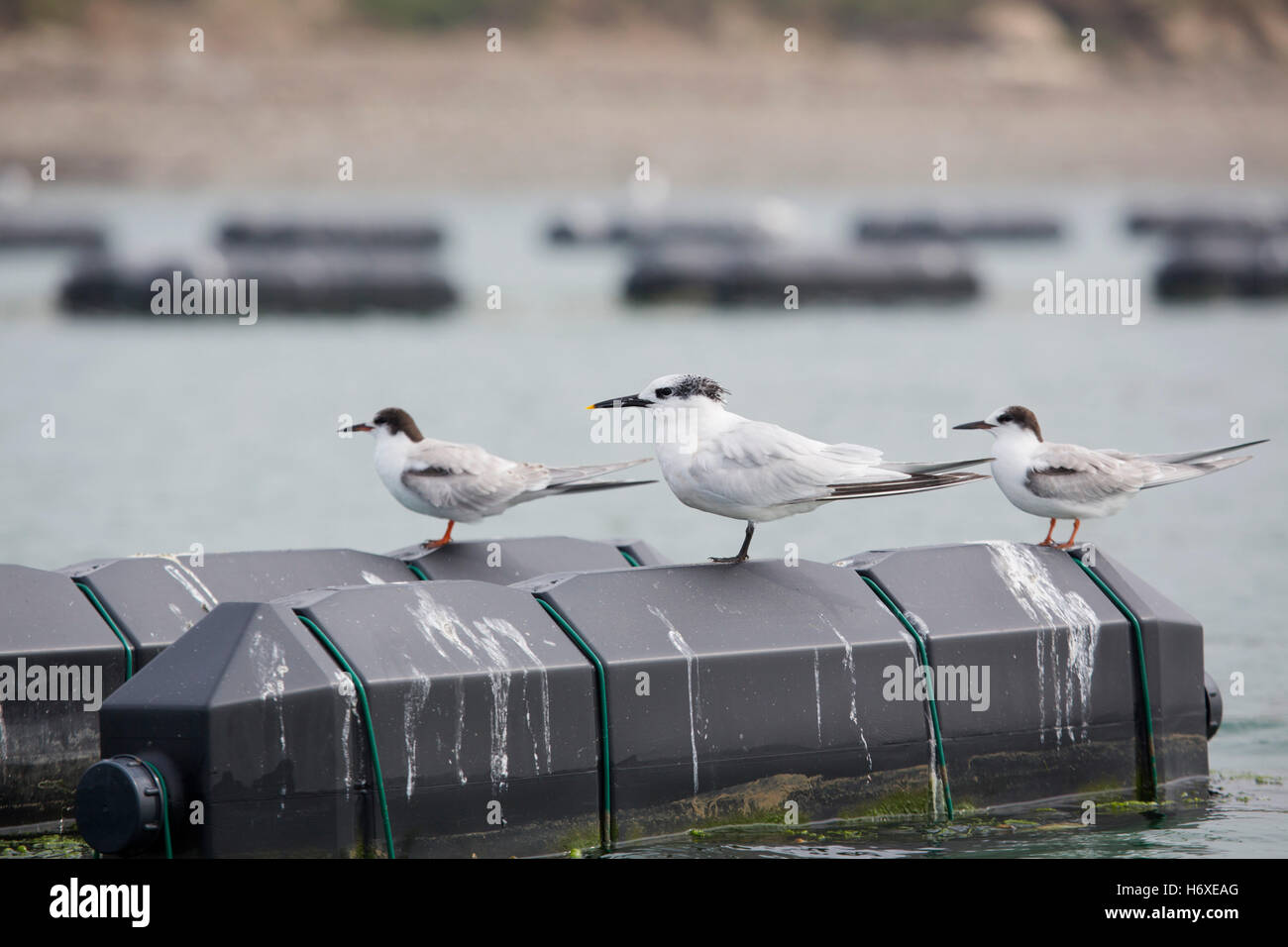 Sandwich Tern; Sterna sandvichensis; Adult; With Common Terns; Sterna ...