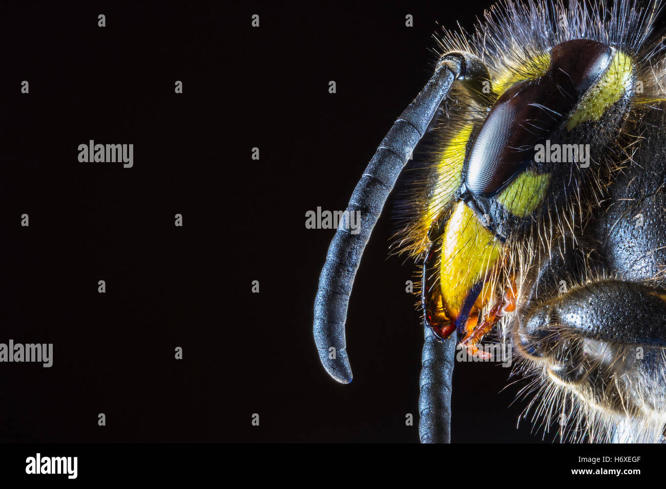 Extreme Macro of the head of Common Wasp (Vespula vulgaris) from the ...