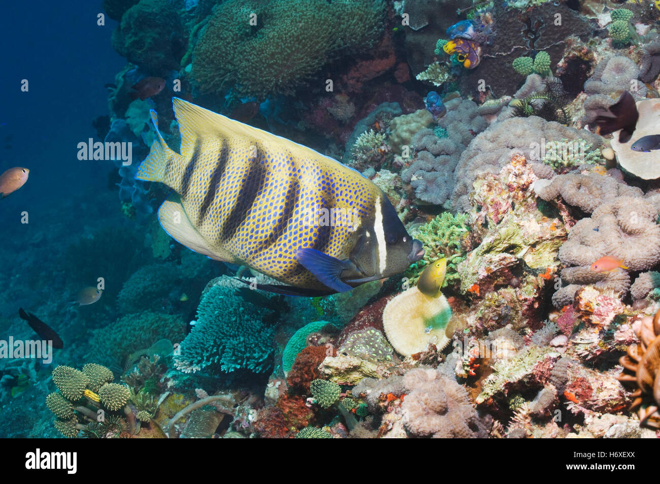 Water indonesian angelfishes hi-res stock photography and images - Alamy