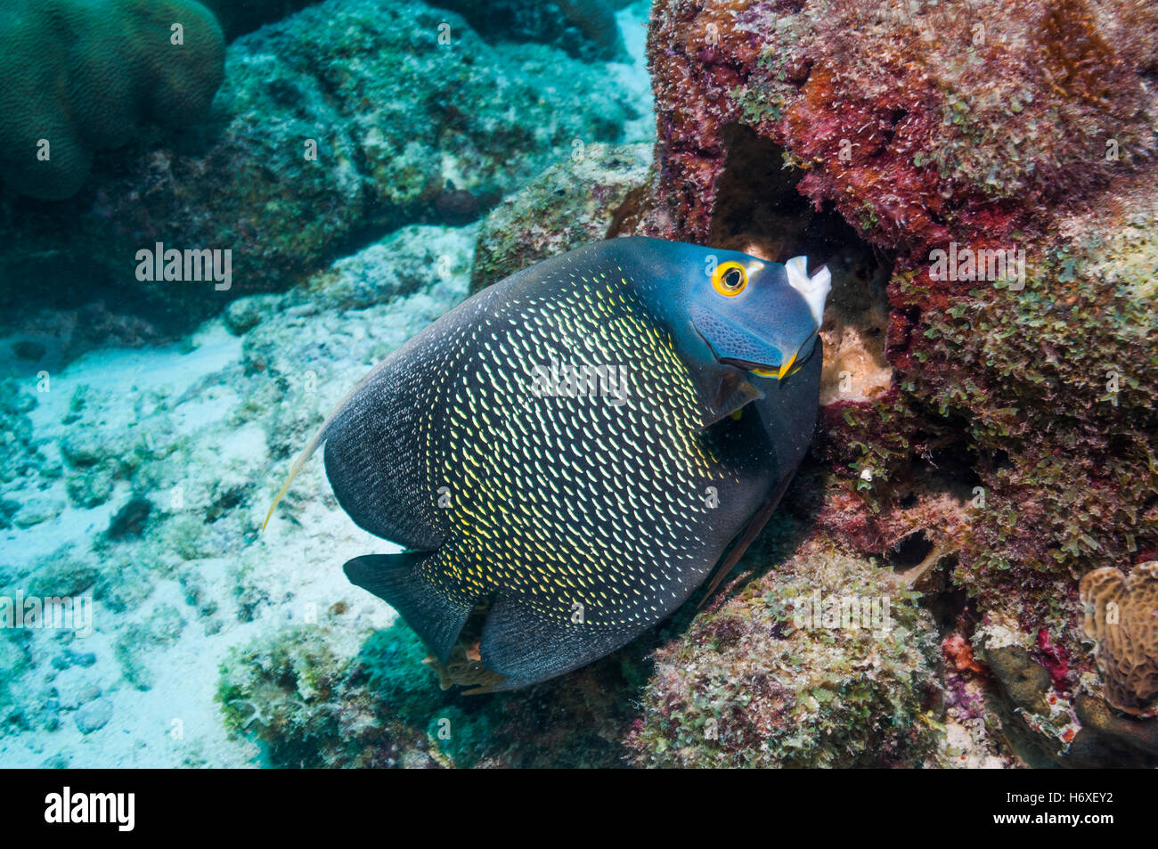French angelfish (Pomacanthus paru) feeding on sponge. Bonaire ...