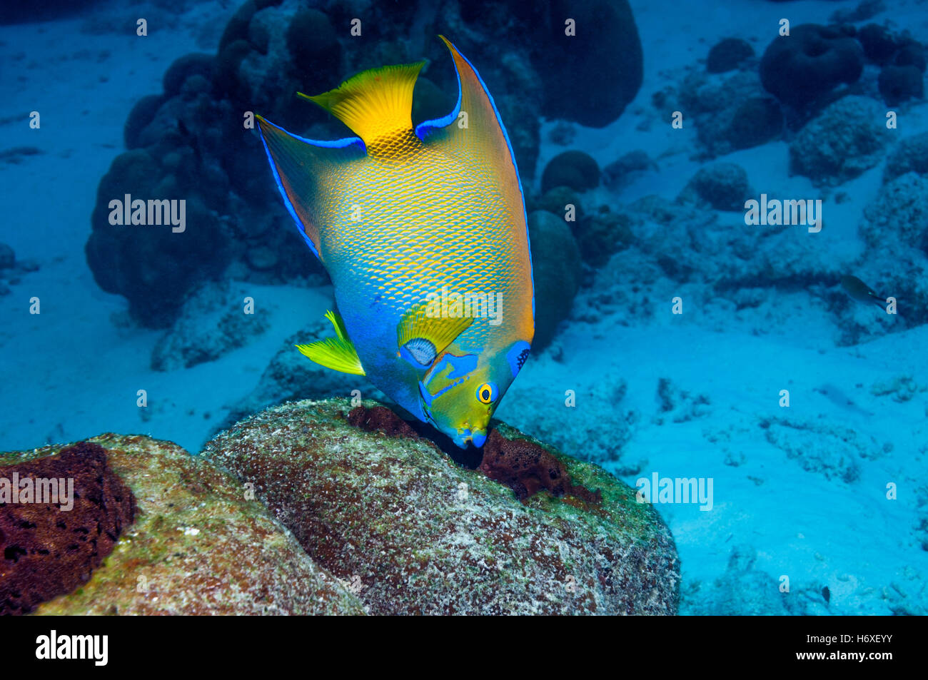 Queen angelfish (Holocanthus ciliaris) feeding on sponge. Bonaire ...