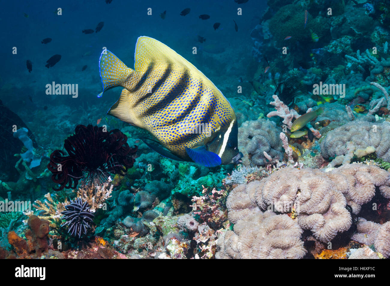 Sixbanded angelfish hi-res stock photography and images - Alamy