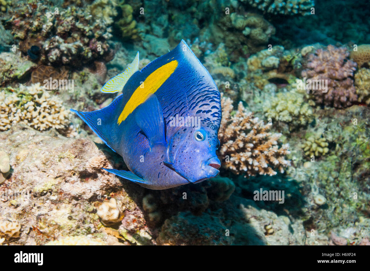 Yellowbar angelfish [Pomacanthus maculosus]. Egypt, Red Sea Stock Photo ...