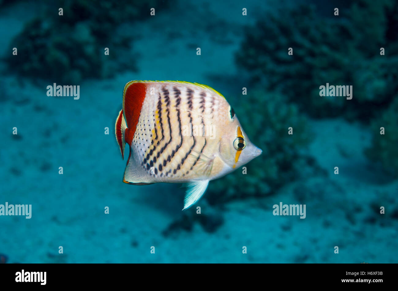 Red Sea Eritrean or Crown butterflyfish[Chaetodon paucifasciatus ...