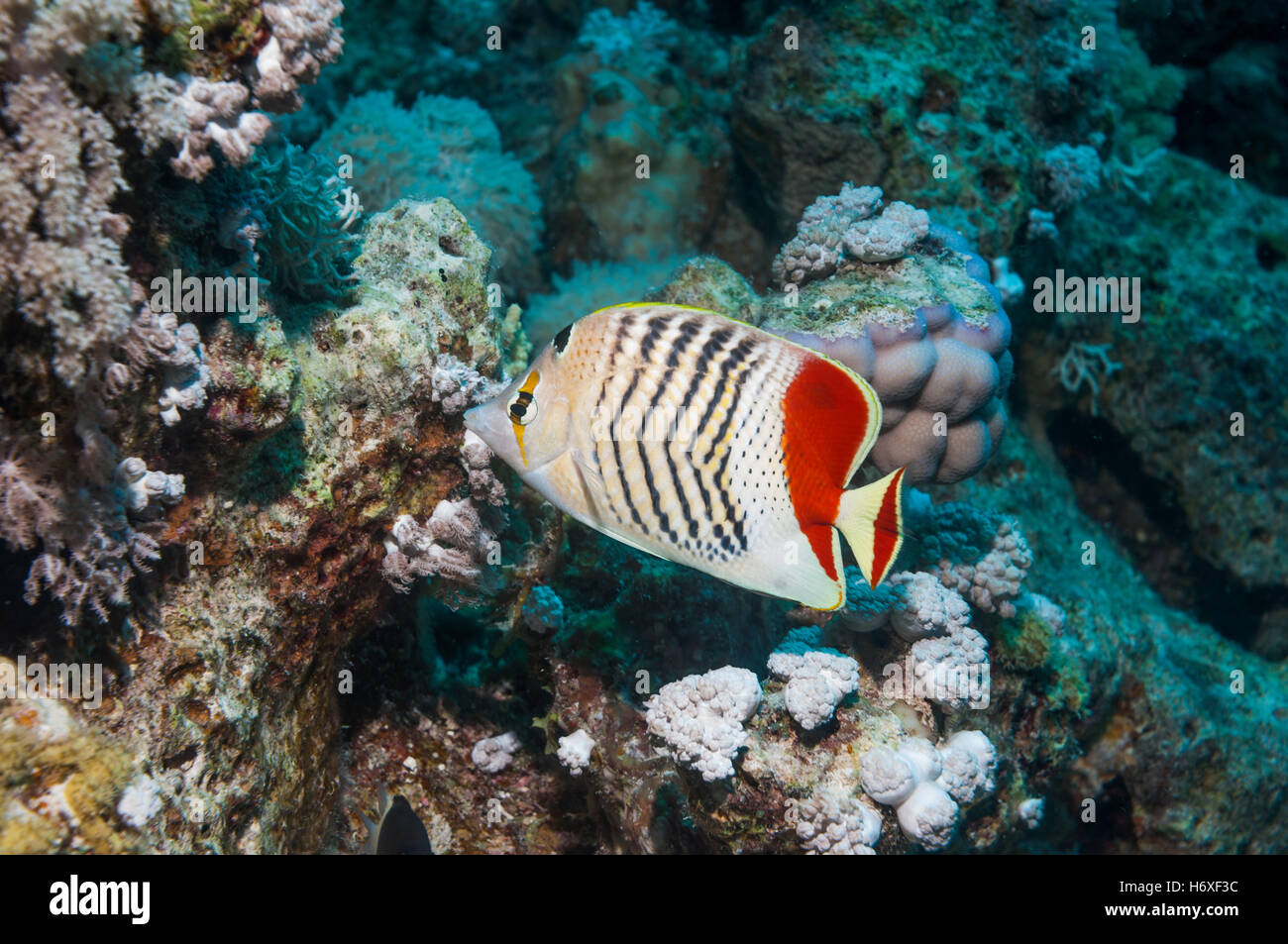 Red Sea Eritrean or Crown butterflyfish[Chaetodon paucifasciatus ...