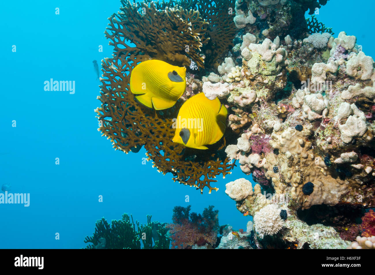 Golden butterflyfish [Chaetodon semilarvatus]. Egypt, Red Sea. Red Sea ...