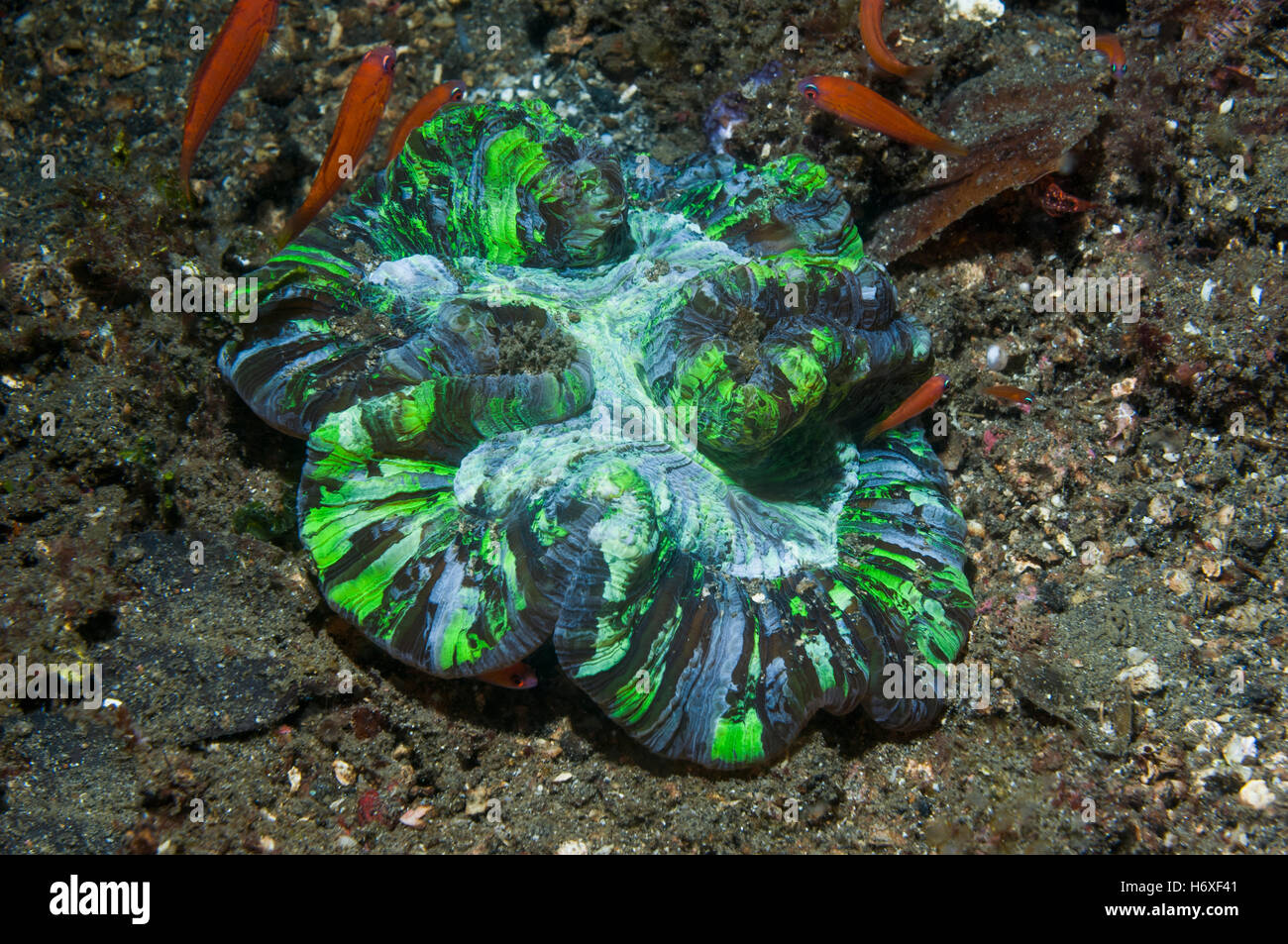 Open / Folded brain coral [Trachyphyllia geoffroyi]. The vivid colours ...