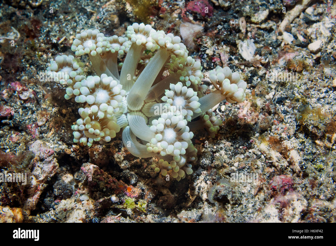 Extended polyps of the hard coral, Goniopora sp. Lembeh, Sulawesi ...