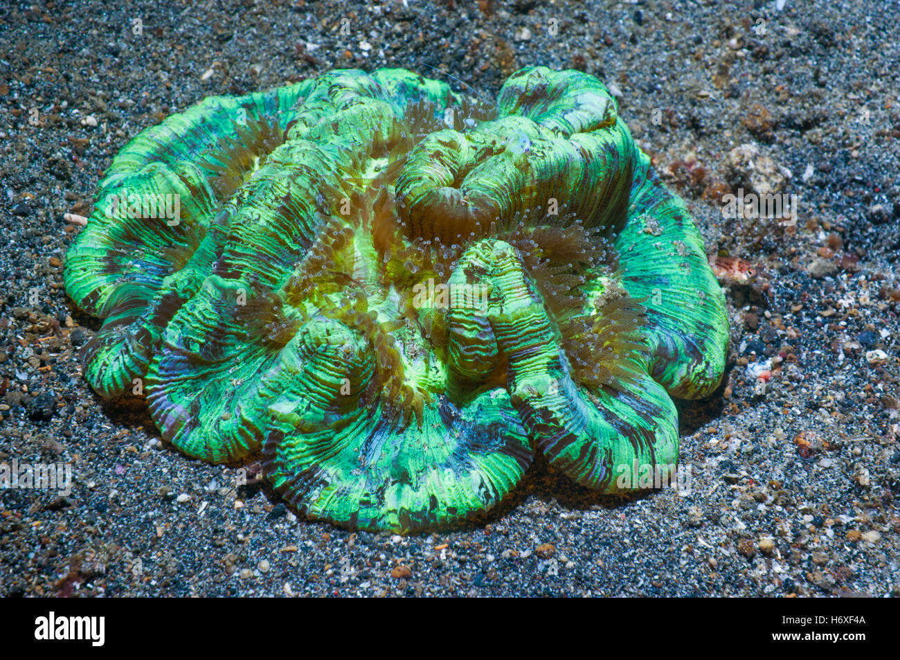 Rainbow Open Brain Coral